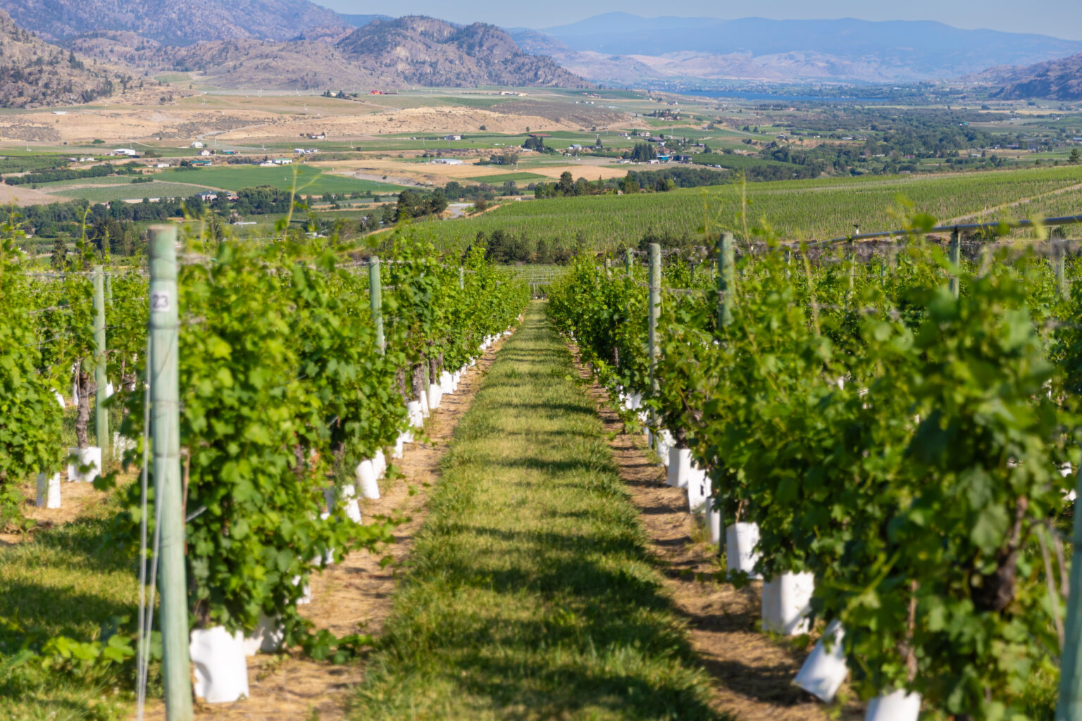 Be Surprised: Discover Oliver, BC - Visit South Okanagan